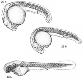 Verordening testmethoden REACH; C.49 Acute toxiciteitstest bij ...