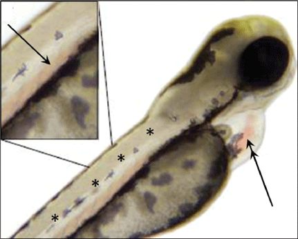 Verordening testmethoden REACH; C.49 Acute toxiciteitstest bij ...